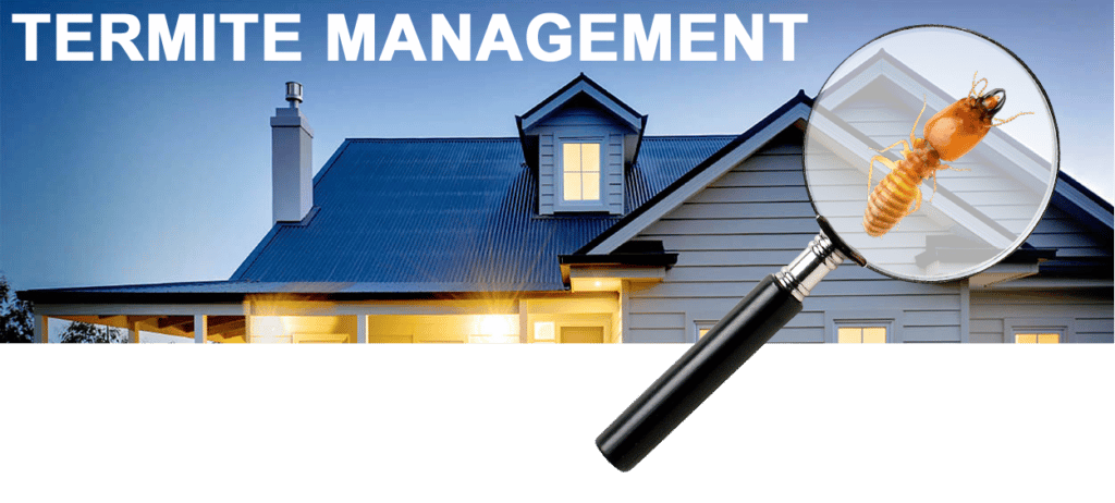 Termite Management | East Coast Building & Pest